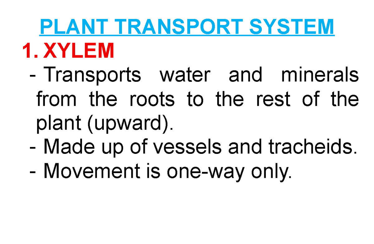 PLANT TRANSPORT SYSTEM: XYLEM & PHLOEM FUNCTIONS - Studocu