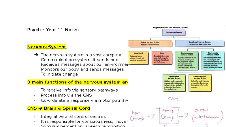Psych - Year 11 Final Exam Notes on the Nervous System - Studocu