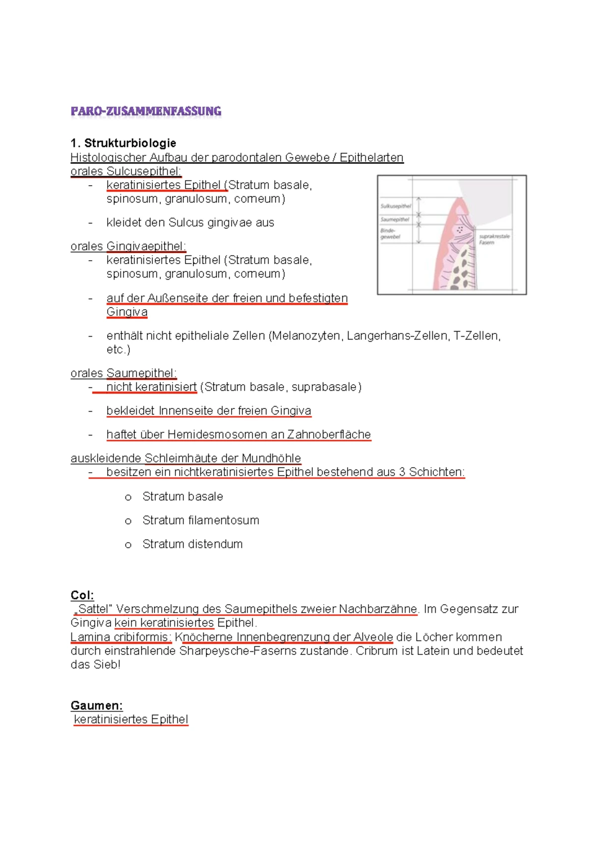OPG Diagnostik und Interpretation: Parodontitis und Kariesbefunde - Studocu