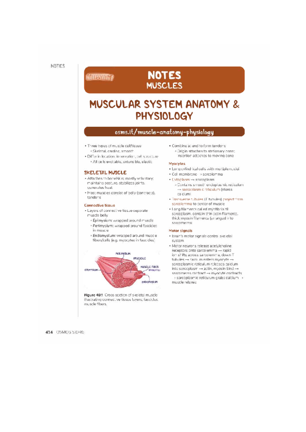 MUSC 101: Anatomy & Physiology of the Muscular System Notes - Studocu
