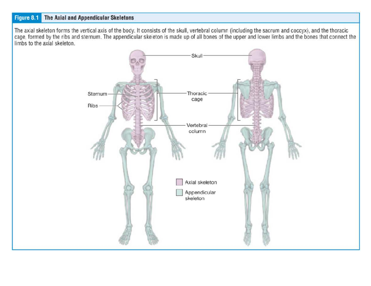 Skeletal System Anatomy Practical (ANAT 101) - Studocu