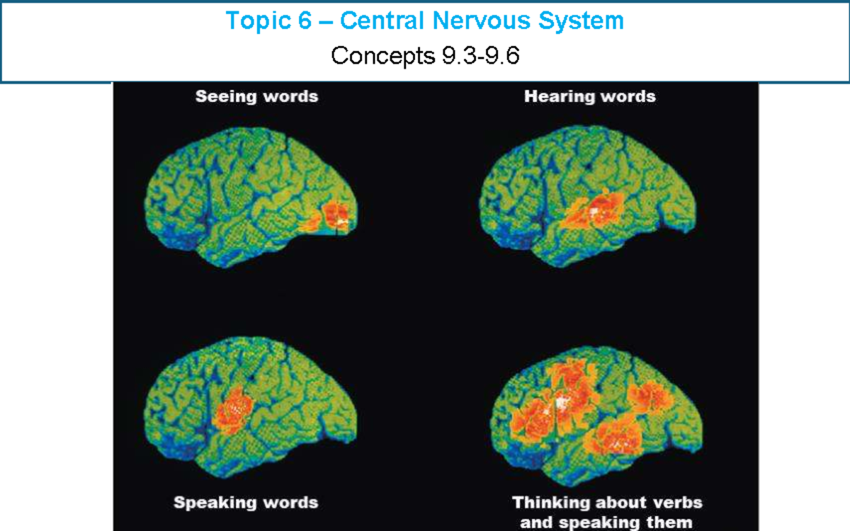 Topic 6: Central Nervous System Overview - Studocu