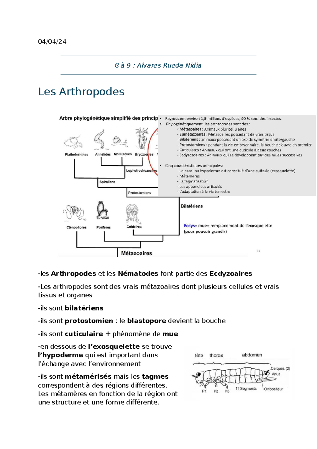 Titre : 8 à 9 : Les Arthropodes et Nématodes - Écdyzoaires et ...