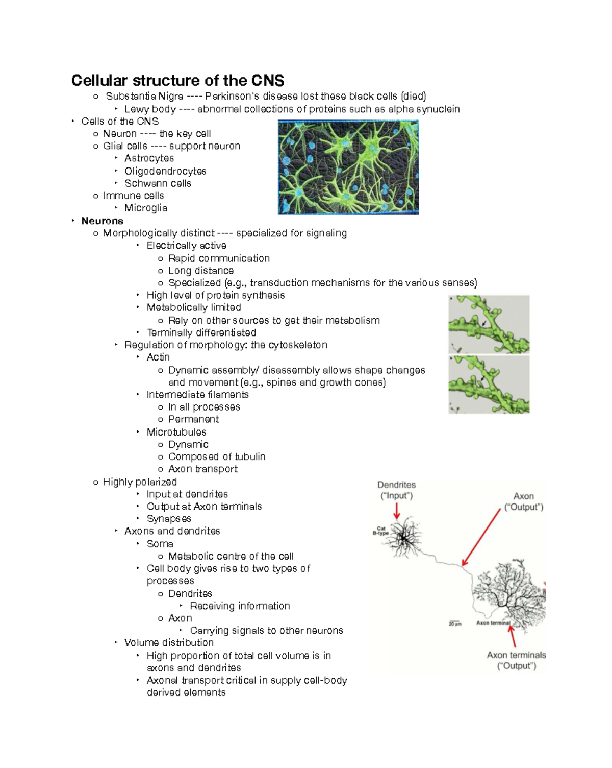 CNS Cellular Structure: Neurons, Glia, and Disease Mechanisms - Studocu