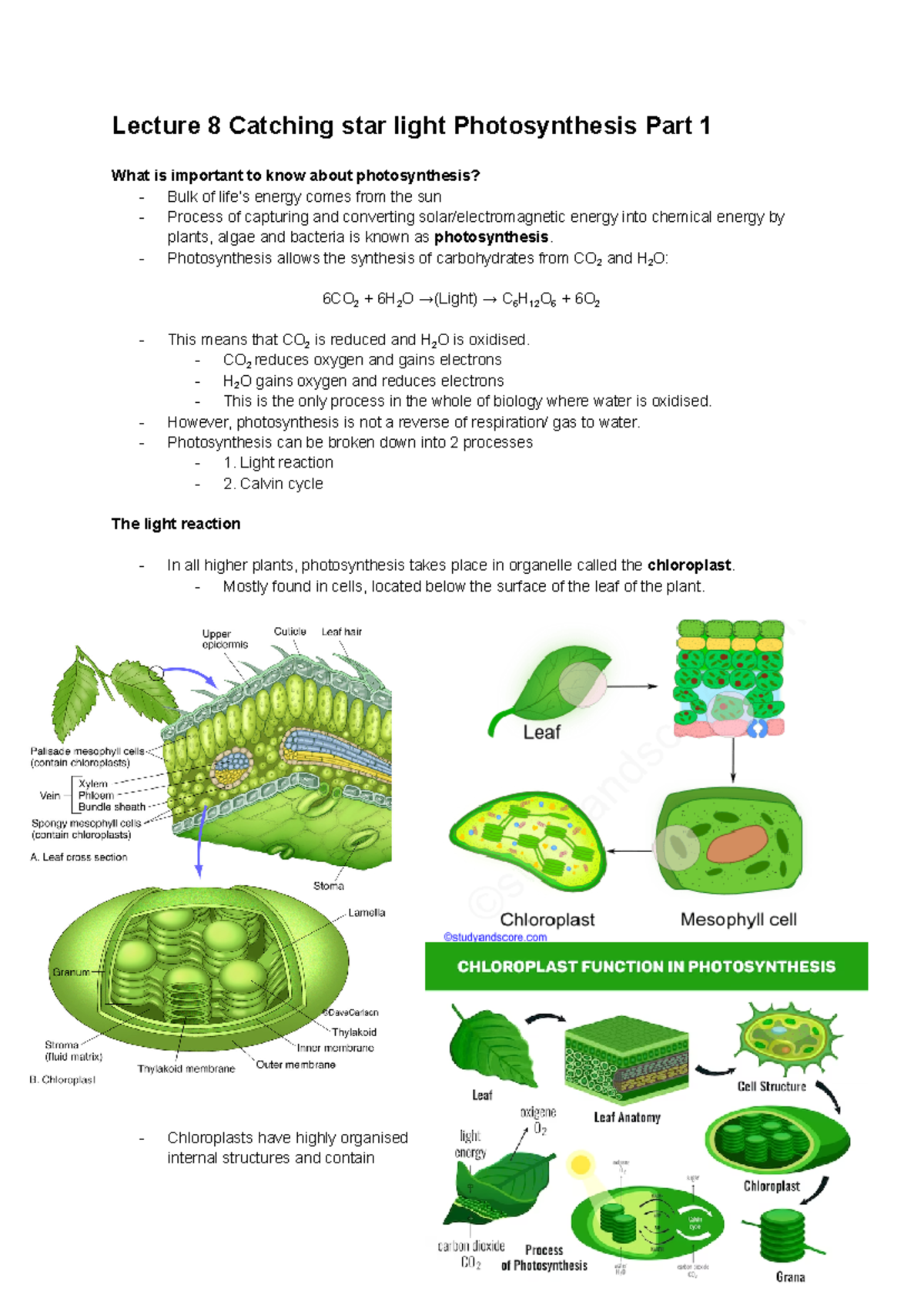 Photosynthesis Overview and Processes - Biosci 101 Lecture Notes - Studocu
