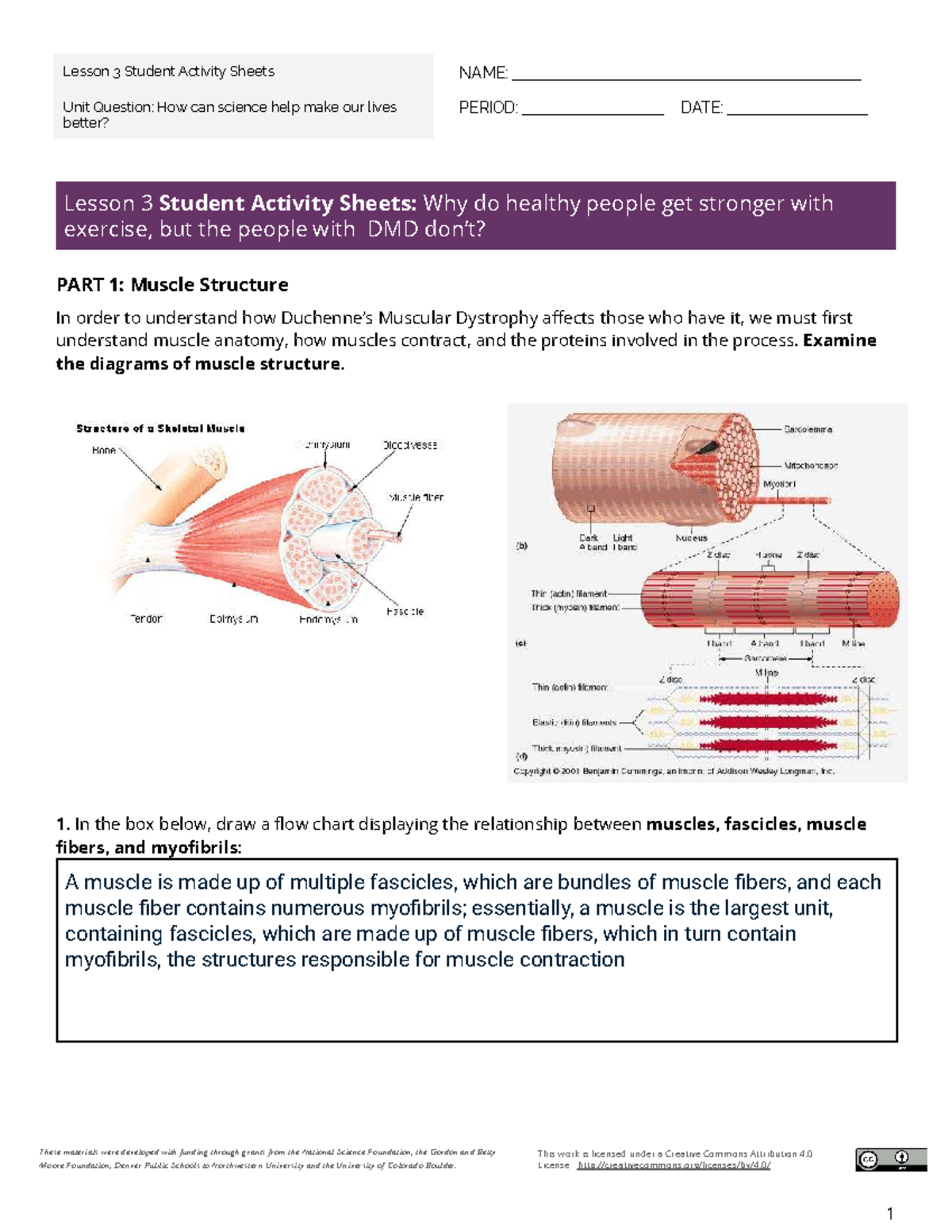 Lesson 3 Student Activity Sheets: Muscle Structure & Dystrophin ...