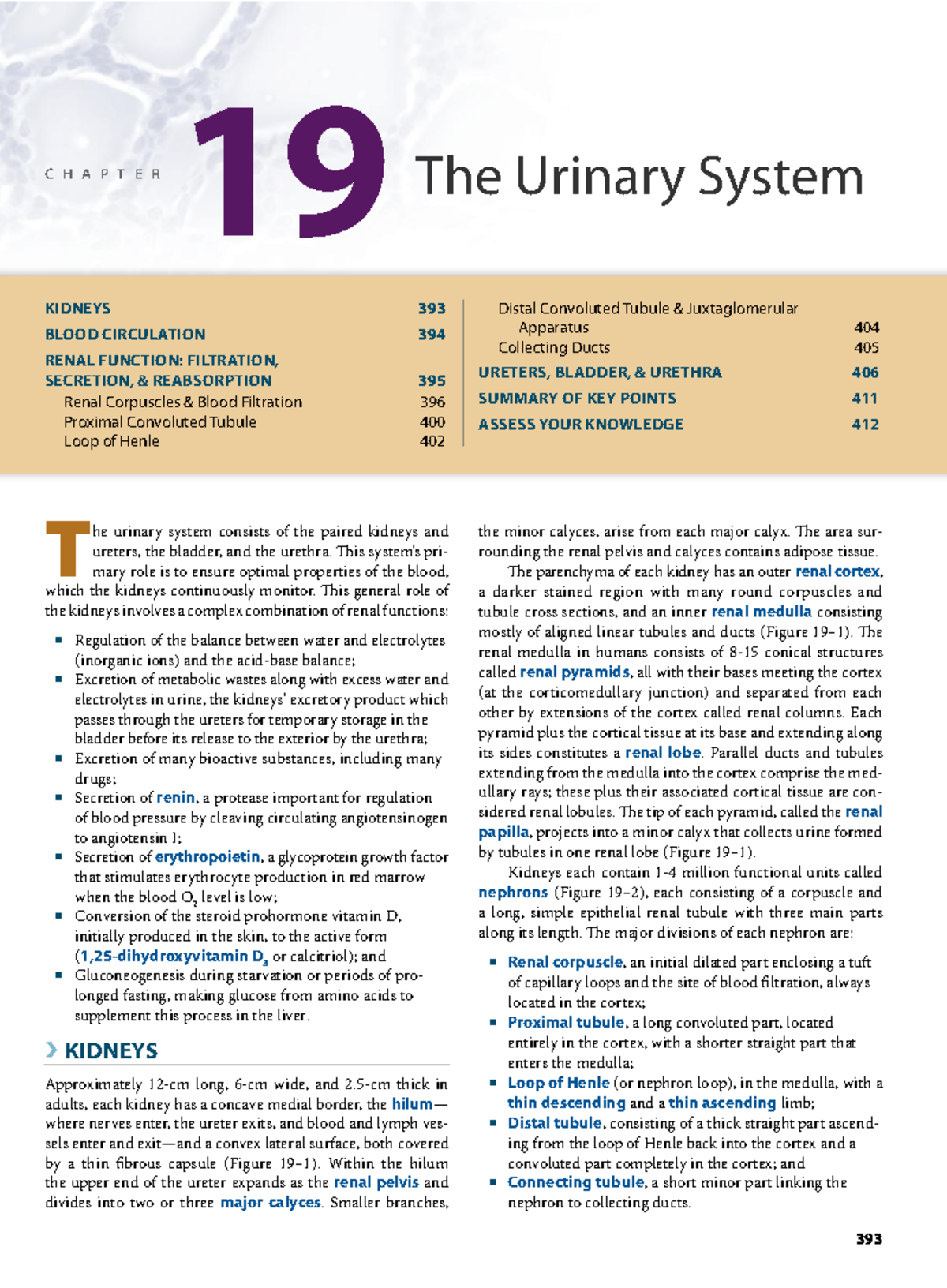 Chapter 19: The Urinary System - Functions, Structure, and Circulation ...