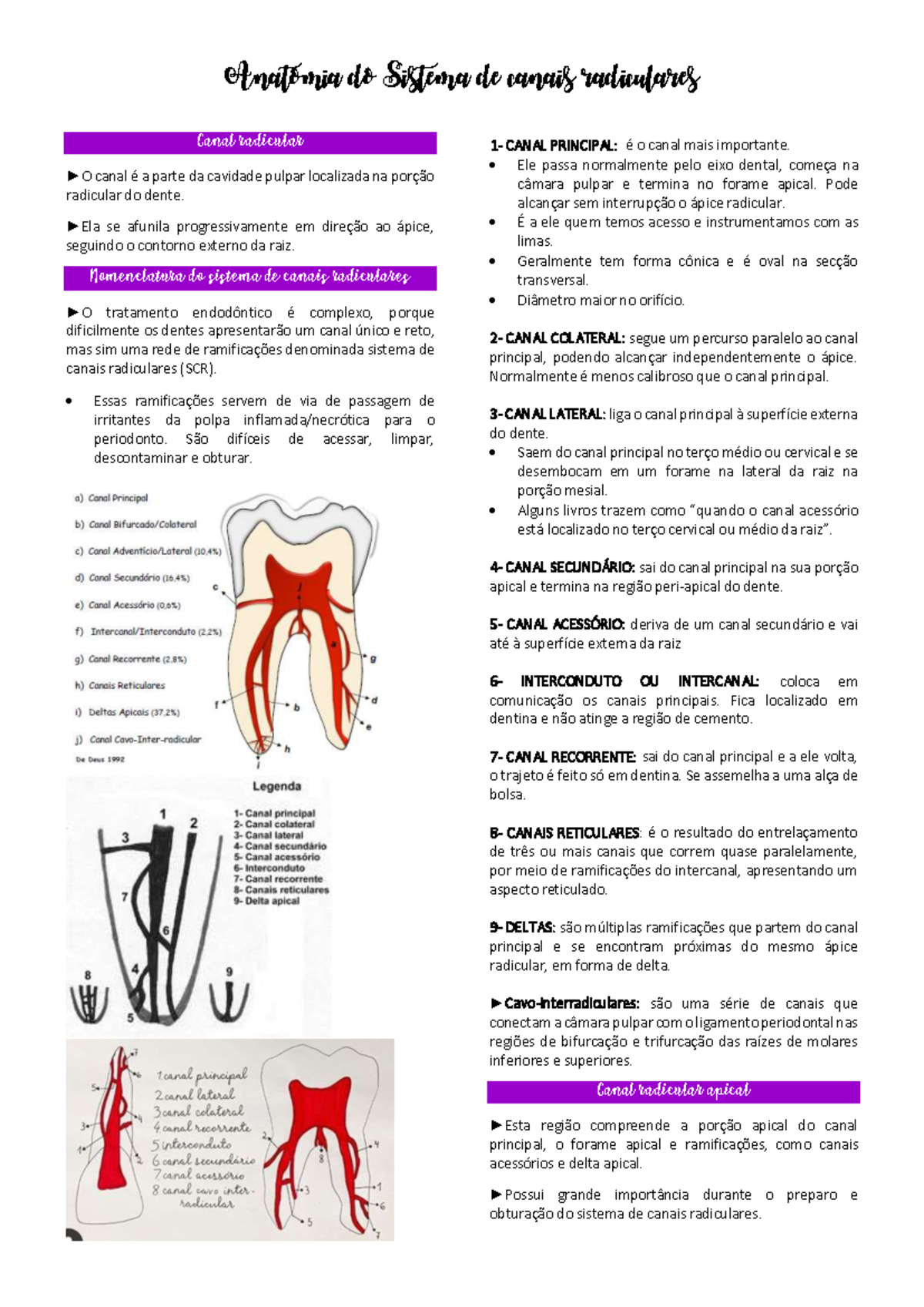 Anatomia do Canal Radicular: Estrutura e Função no Diagnóstico ...