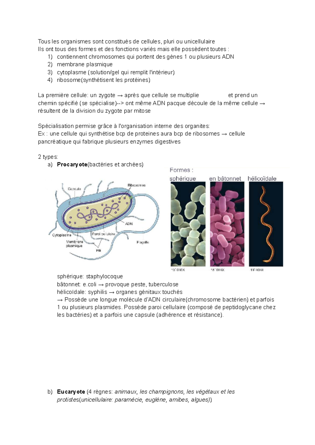 La cellule : Structure et Comparaison Eucaryote vs Procaryote - Studocu