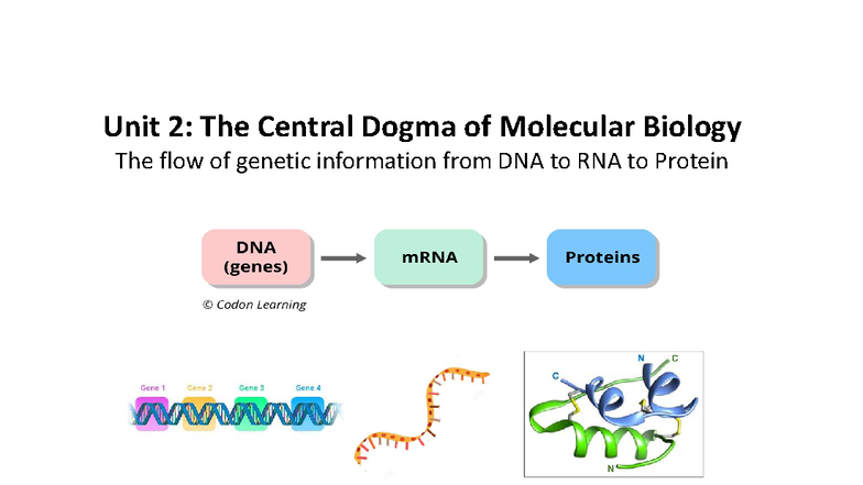 Protein Structure Overview: Unit 2 - The Central Dogma (F25) - Studocu