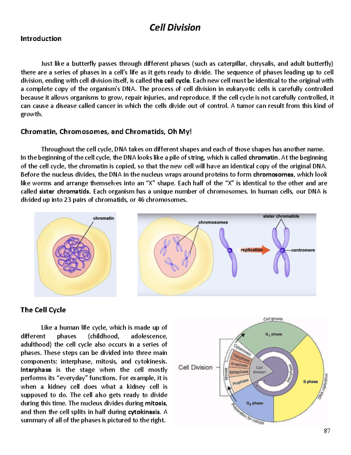 Cell Division Overview: Phases, Processes, and Key Concepts - Studocu
