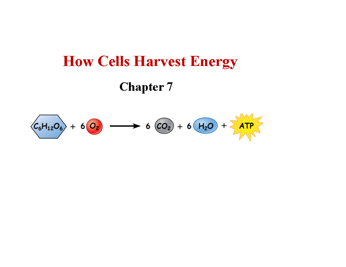 How Cells Harvest Energy: Lecture Notes for BIO 1510 Chapter 7 - How ...