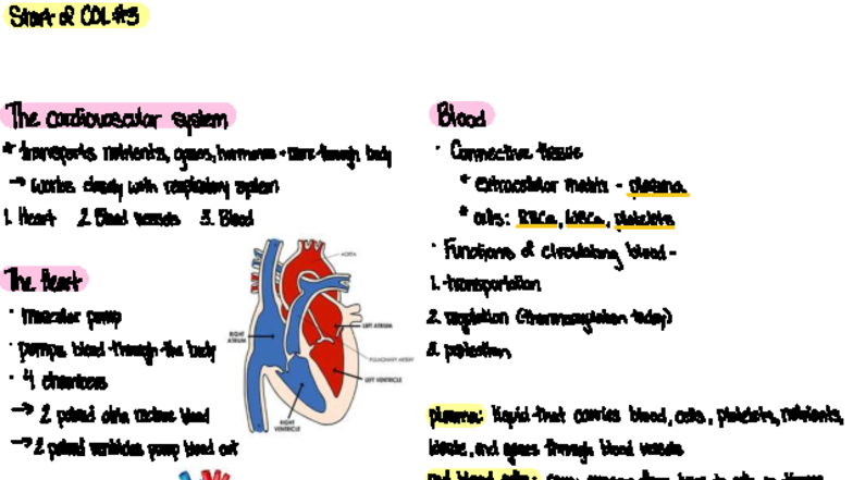 Bio COL #3 - Cardiovascular & Respiratory Systems Overview - Studocu