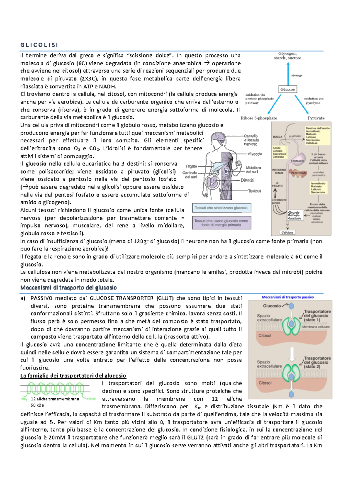 Glicolisi: Processi Metabolici e Trasportatori del Glucosio - Studocu