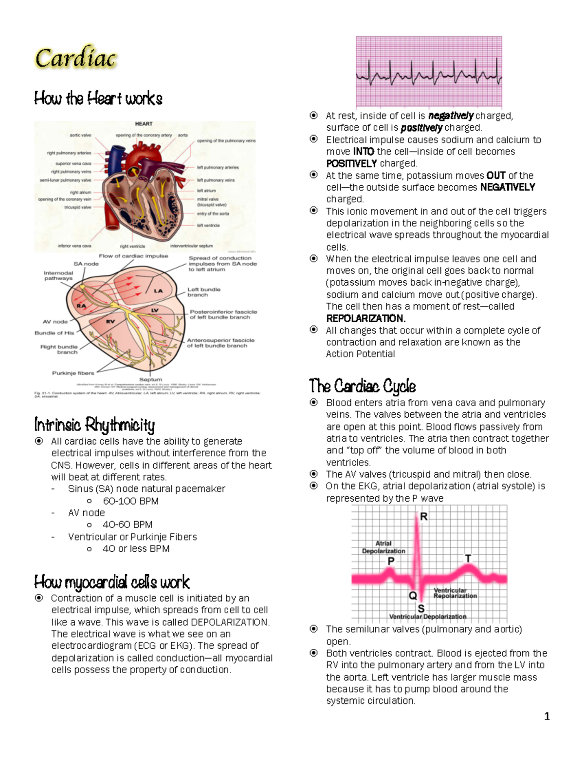 High Acuity Exam 1 - Cardiac Physiology Notes and EKG Insights - Studocu