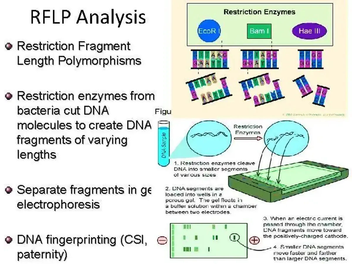 RFLP Analysis: Principles, Steps, Applications & Forensic Case Study ...