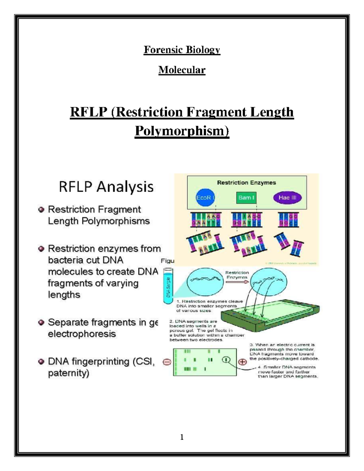 RFLP Analysis: Principles, Steps, Applications & Forensic Case Study ...