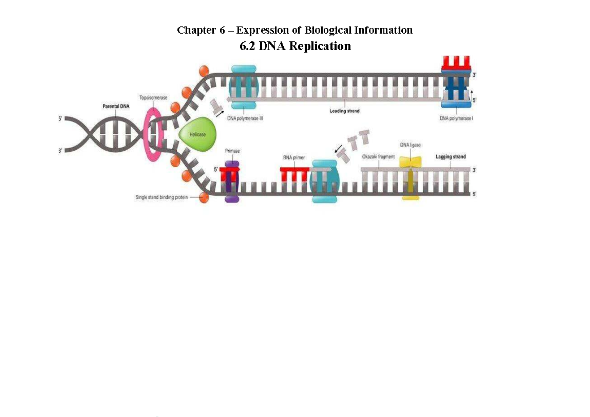 Chapter 6.2: DNA Replication Enzymes and Processes - Note 6.2 (Sb016 ...