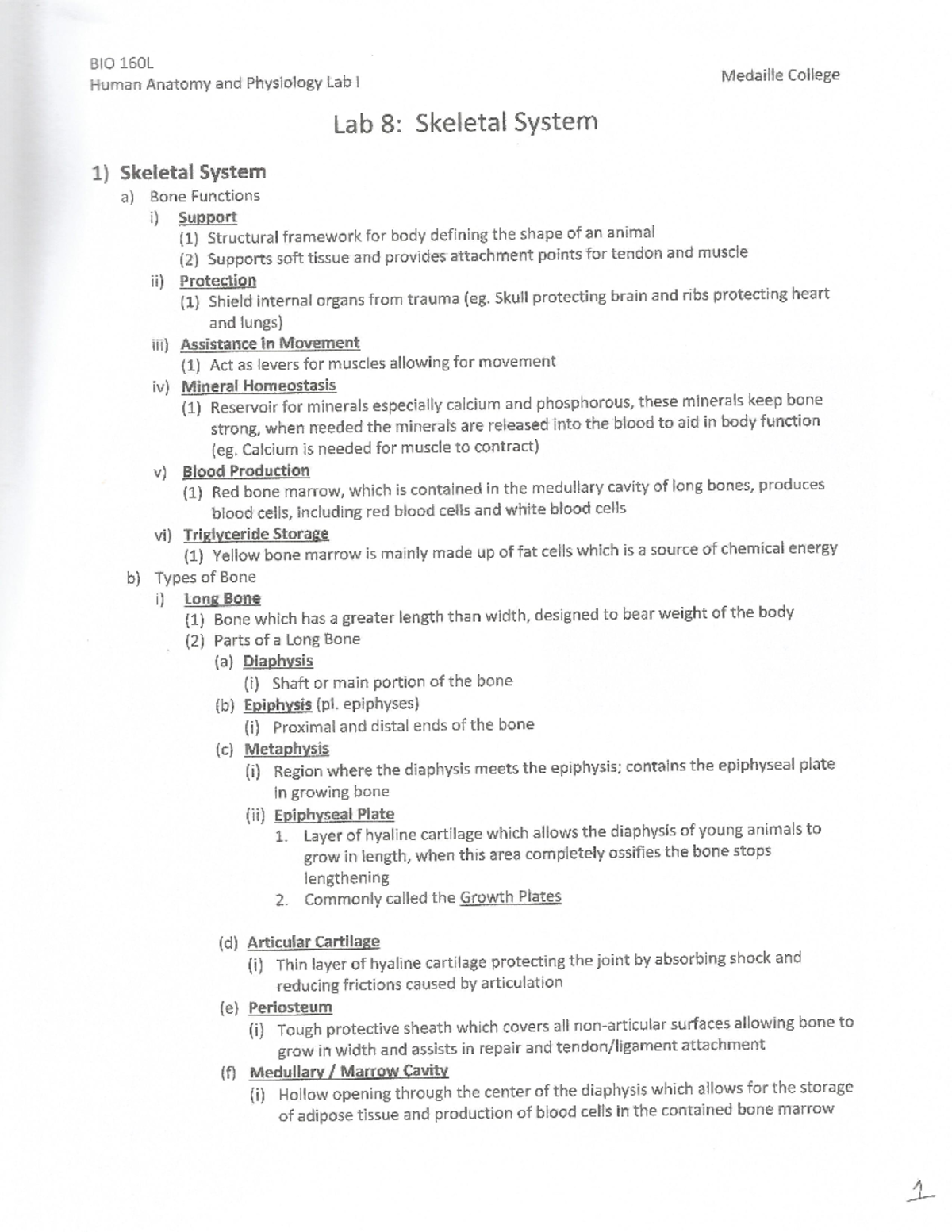 BIO 160L lab 8 skeletal lab - BIO 160L Human Anatomy and Physiology Lab ...