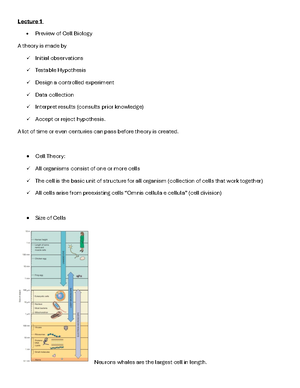 Biology Life Span of Human Cells 1113 - Name: __________________ Date ...
