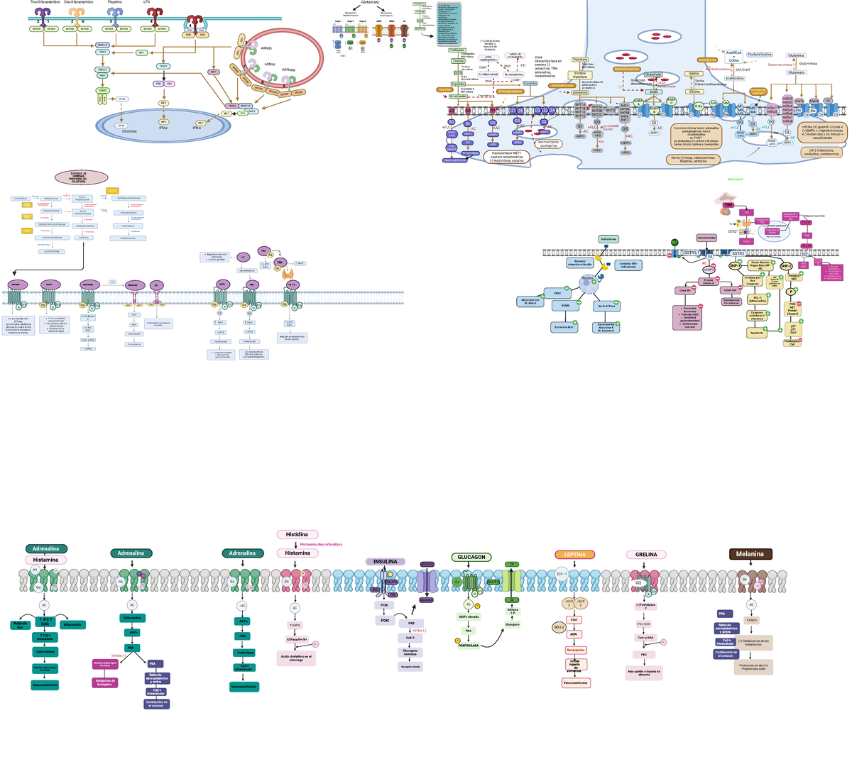 Mapa Bioca 3 Inter - Metabolismo y Funciones Neuroquímicas - Studocu