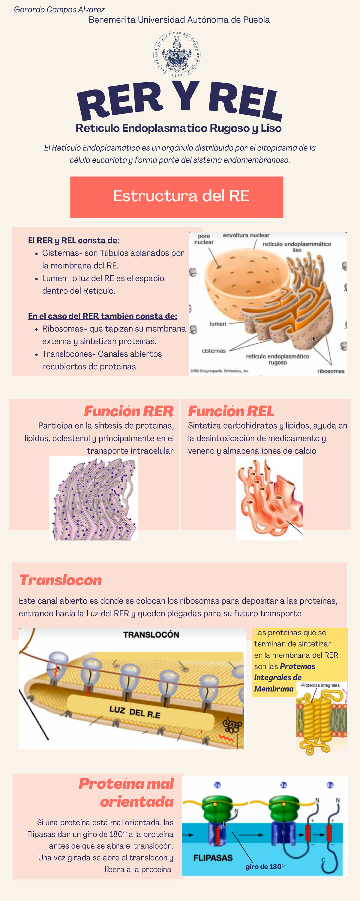Infografía sobre el Retículo Endoplasmático Rugoso y Liso - RER y REL ...