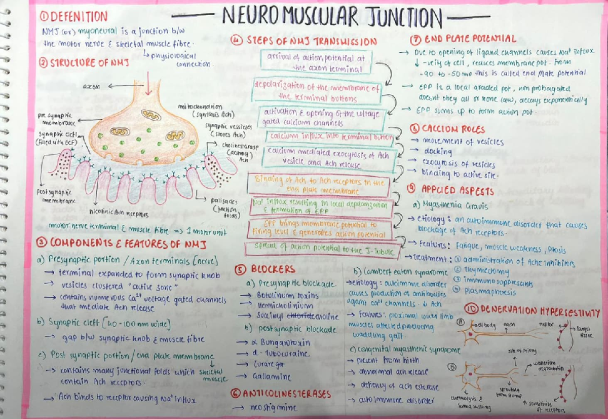 Physiology Mind Maps: Comprehensive Overview of Neuro and Muscle ...