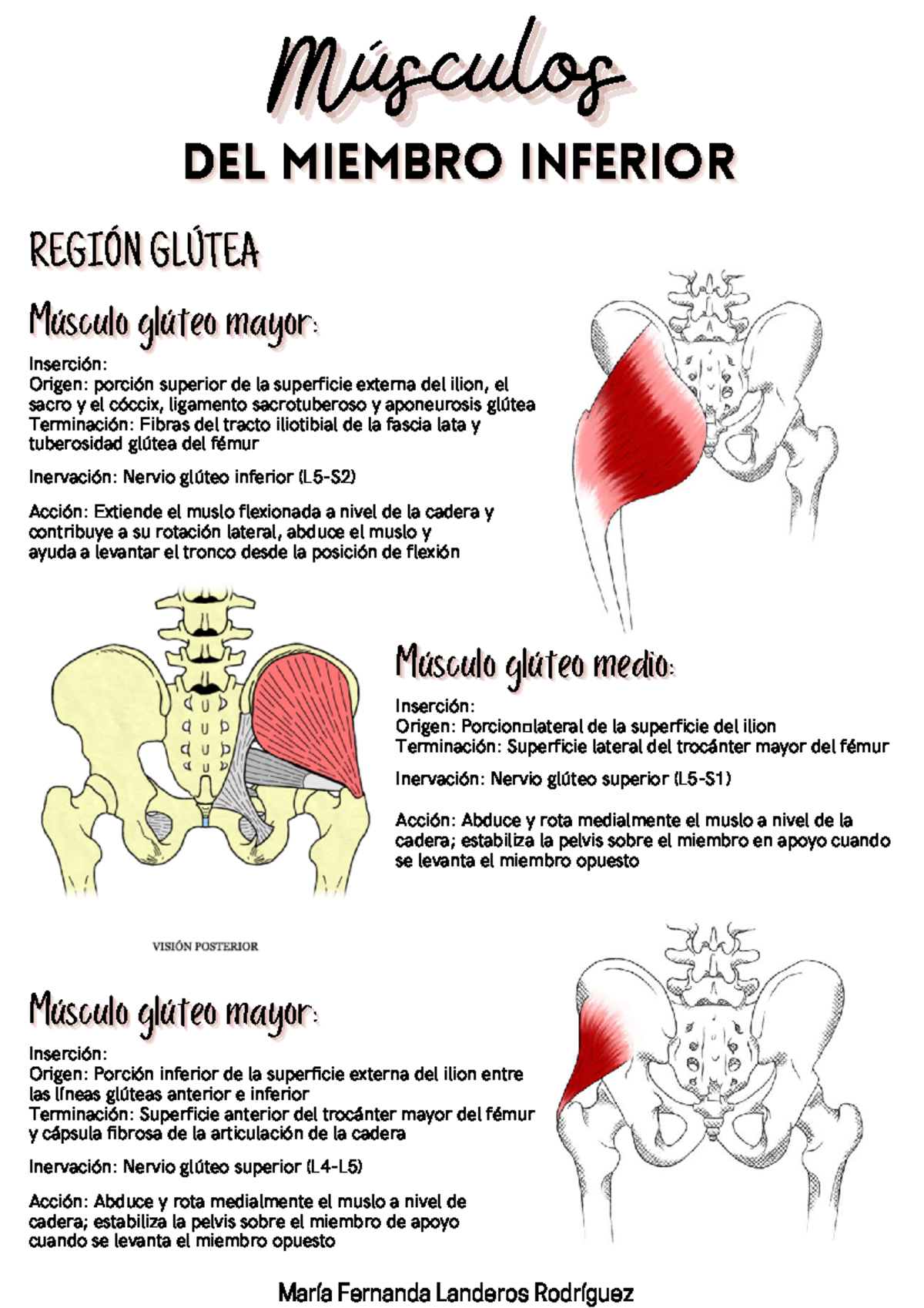 Musculos del miembro inferior - Músculo glúteo mayor:Músculo glúteo ...