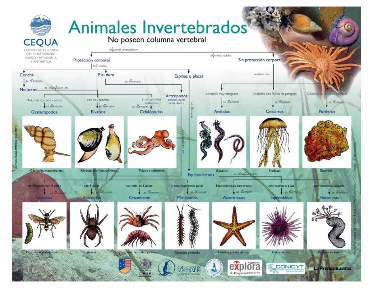 organizador grafico de los animales vertebrados e invertebrados ...