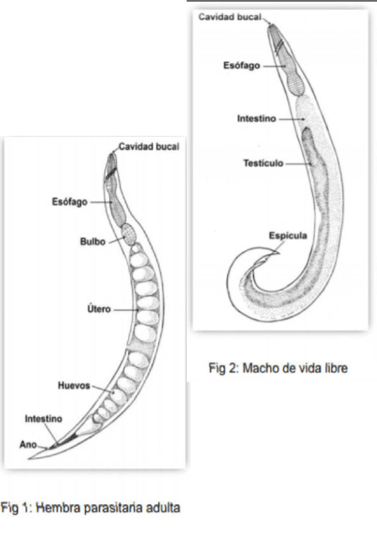 Larva filodiformes - Biología - Cavidad bucal Esófago Intestino Cavidad ...