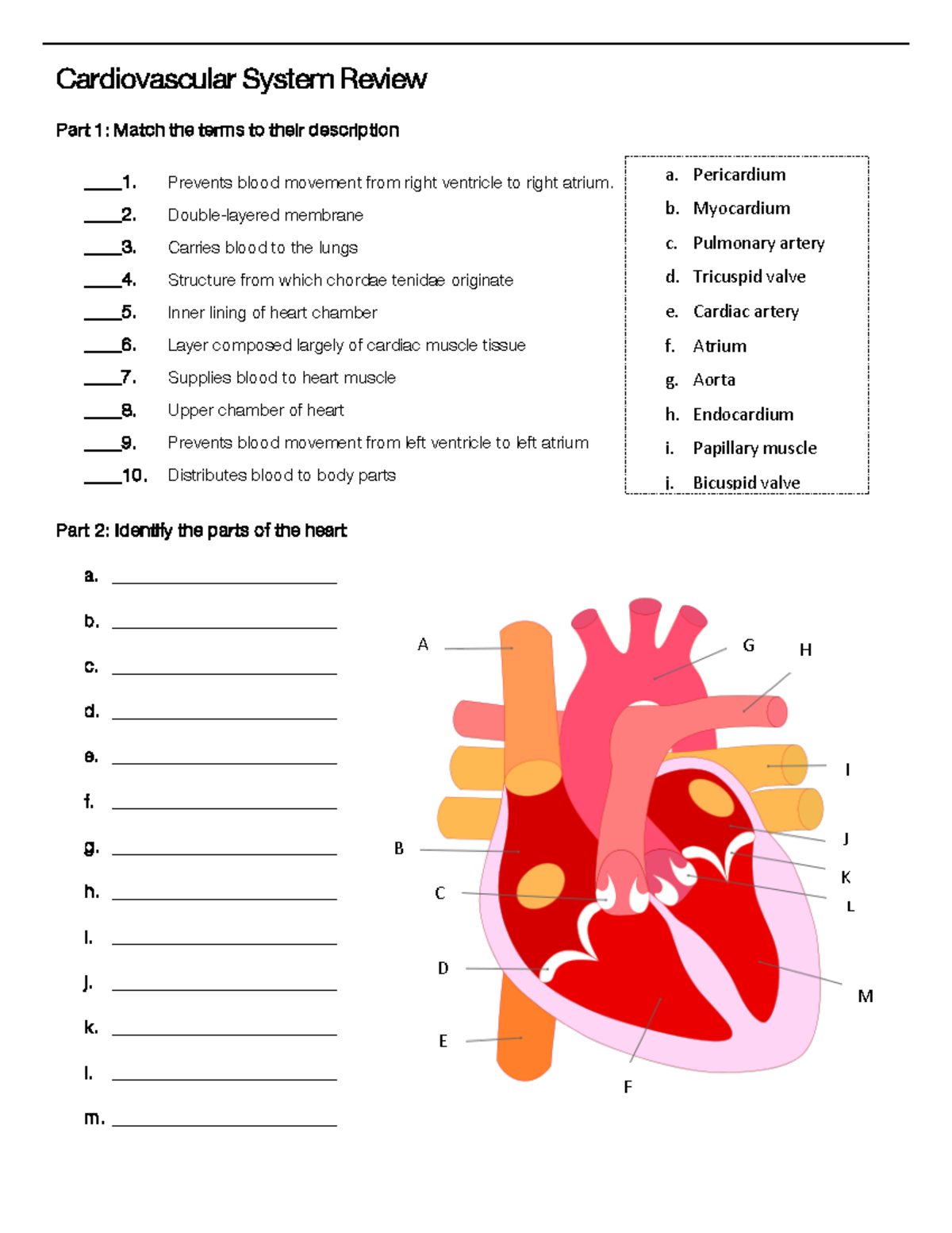 Cardiovascular System Review Sheet for Exam Prep - Studocu