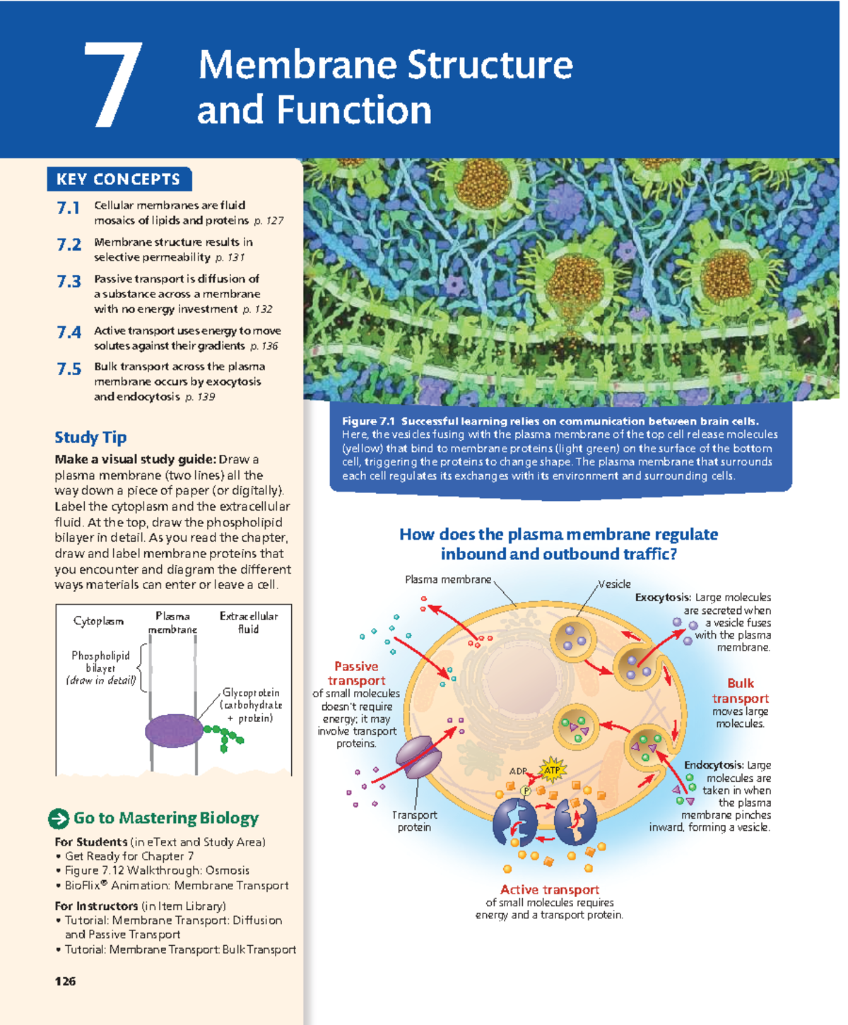 Chapter 7: Membrane Structure and Function - Studocu