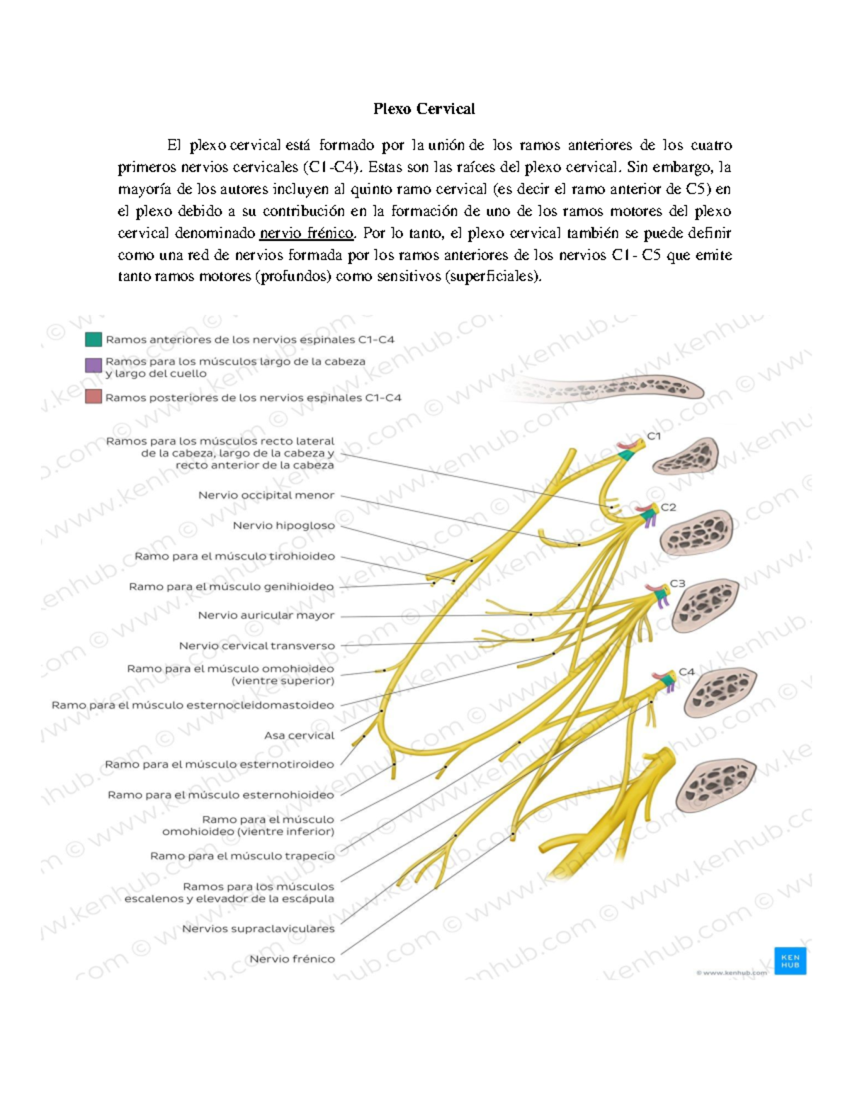 Guía del Plexo Cervical y su Importancia en la Anatomía Clínica - Studocu
