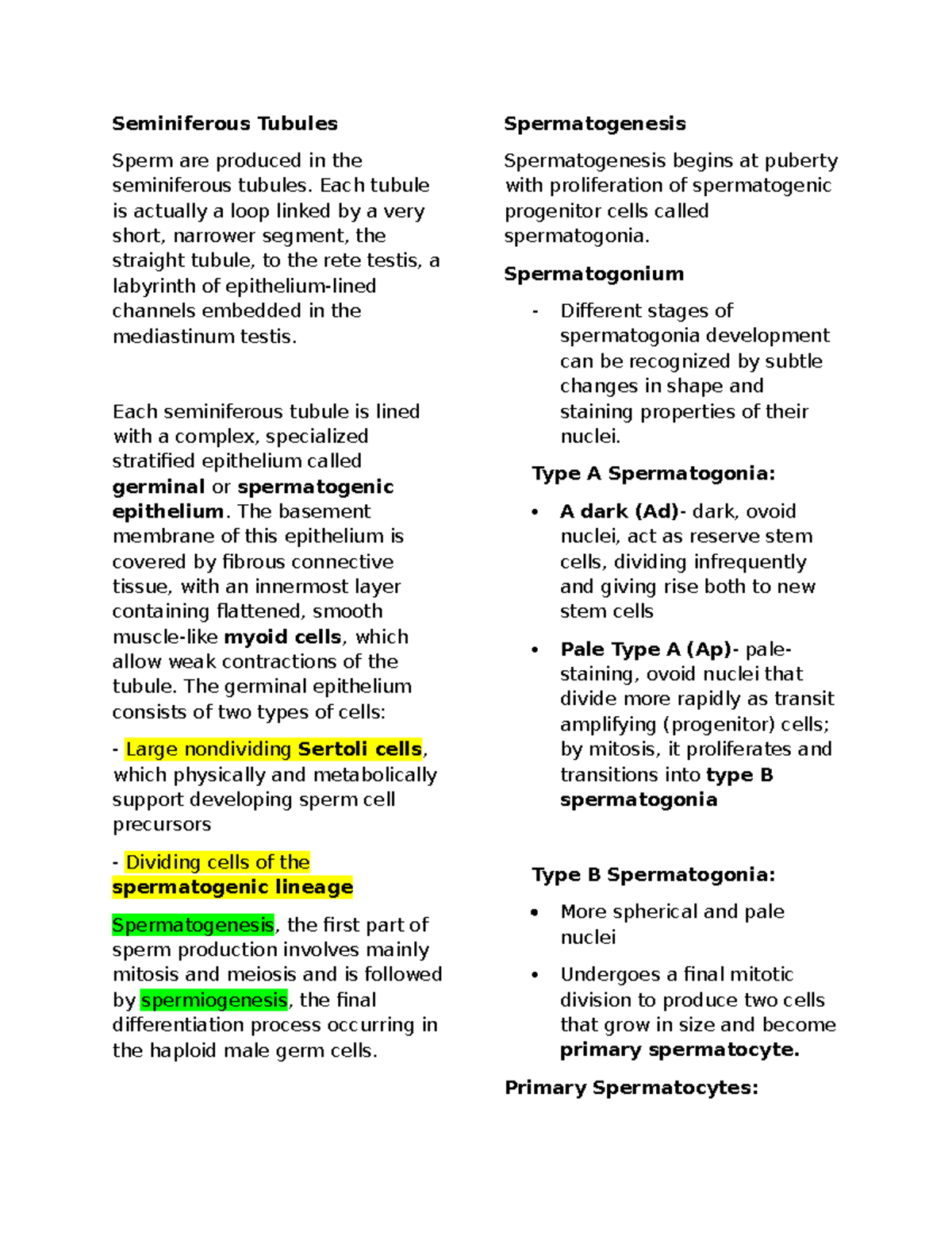 Spermatogenesis - Seminiferous Tubules Sperm are produced in the ...