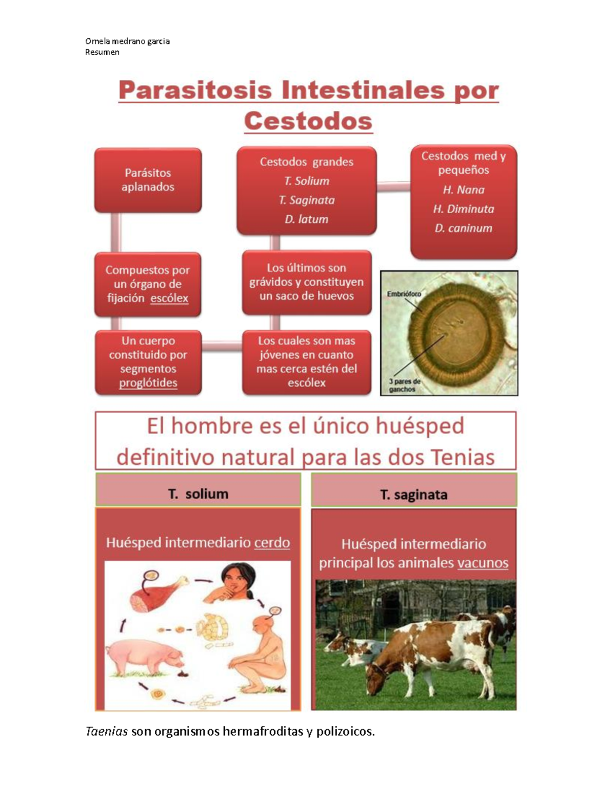 taenias morfologia - Bacteriología - Resumen Taenias son organismos ...