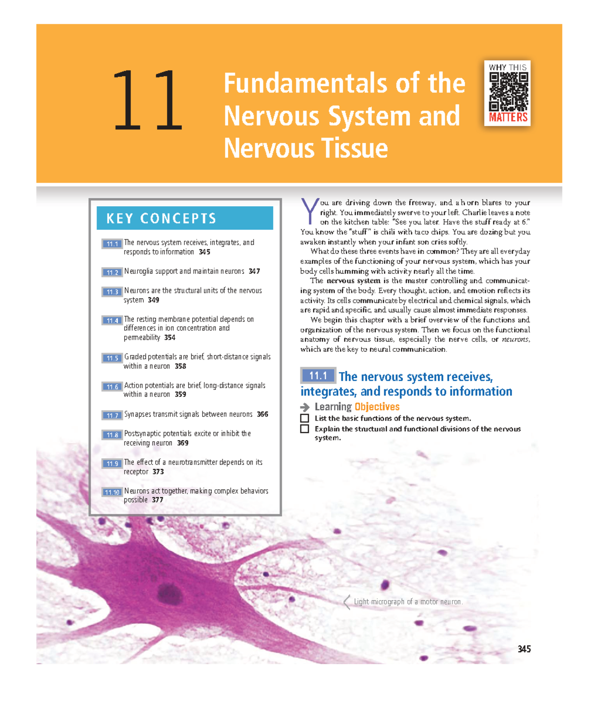 Chapter 11: Fundamentals of the Nervous System and Nervous Tissue (Course Code: - Studocu