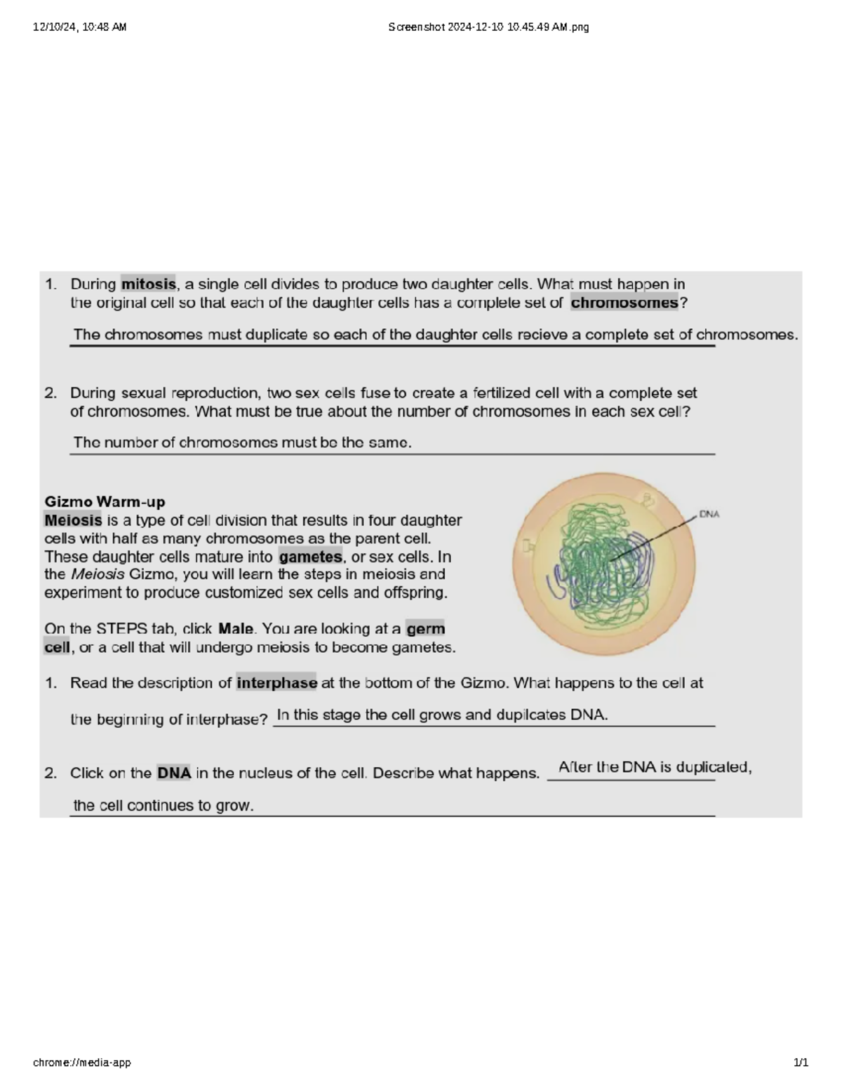 Biology 101: Mitosis & Meiosis Overview and Processes - Studocu
