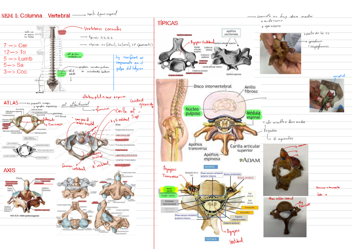 Anato 4: Columna Vertebral y Estructuras Neuroanatomicas - Studocu