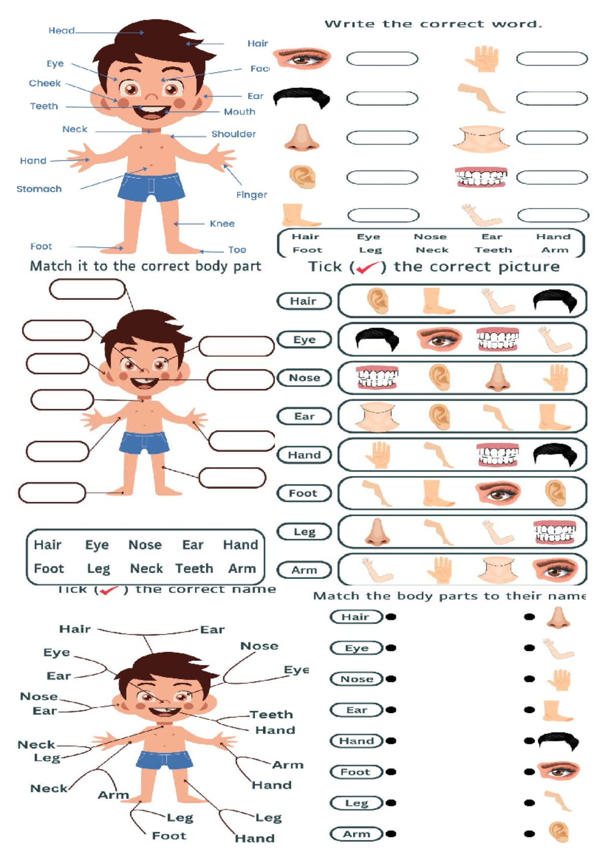 Body Parts Identification and Matching Activities - Body 101 - Studocu