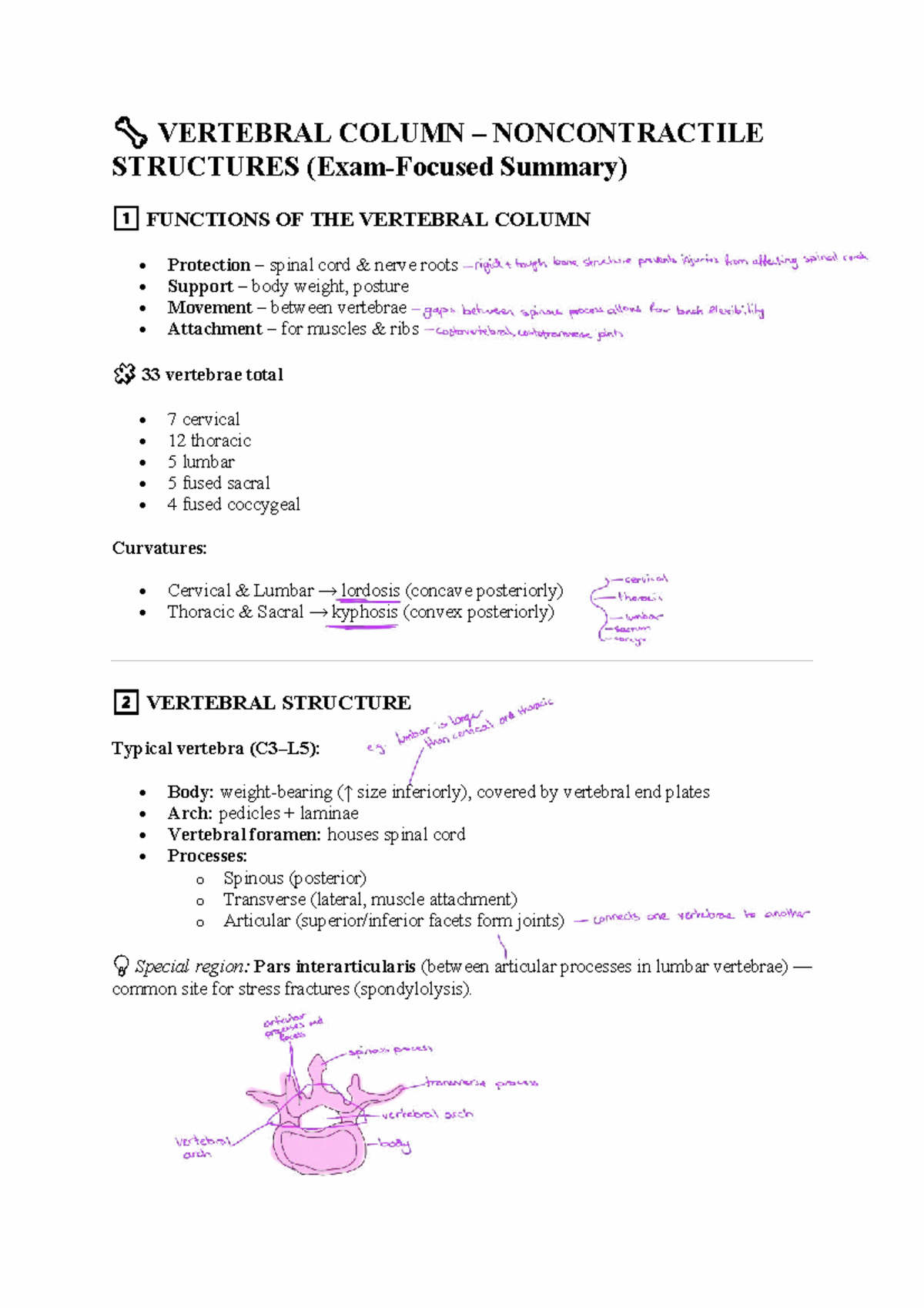 VERTEBRAL COLUMN NONCONTRACTILE STRUCTURES: Lecture Summary - Studocu
