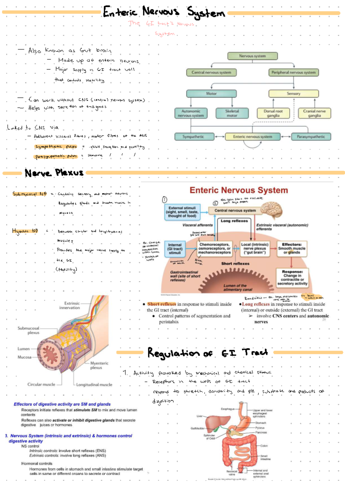 Digestive System - Enteric Nervous System Overview (BIO 101) - Studocu