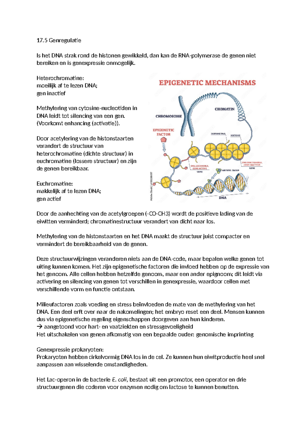 Biologie 17.5: Genregulatie en Epigenetische Invloeden - Studeersnel