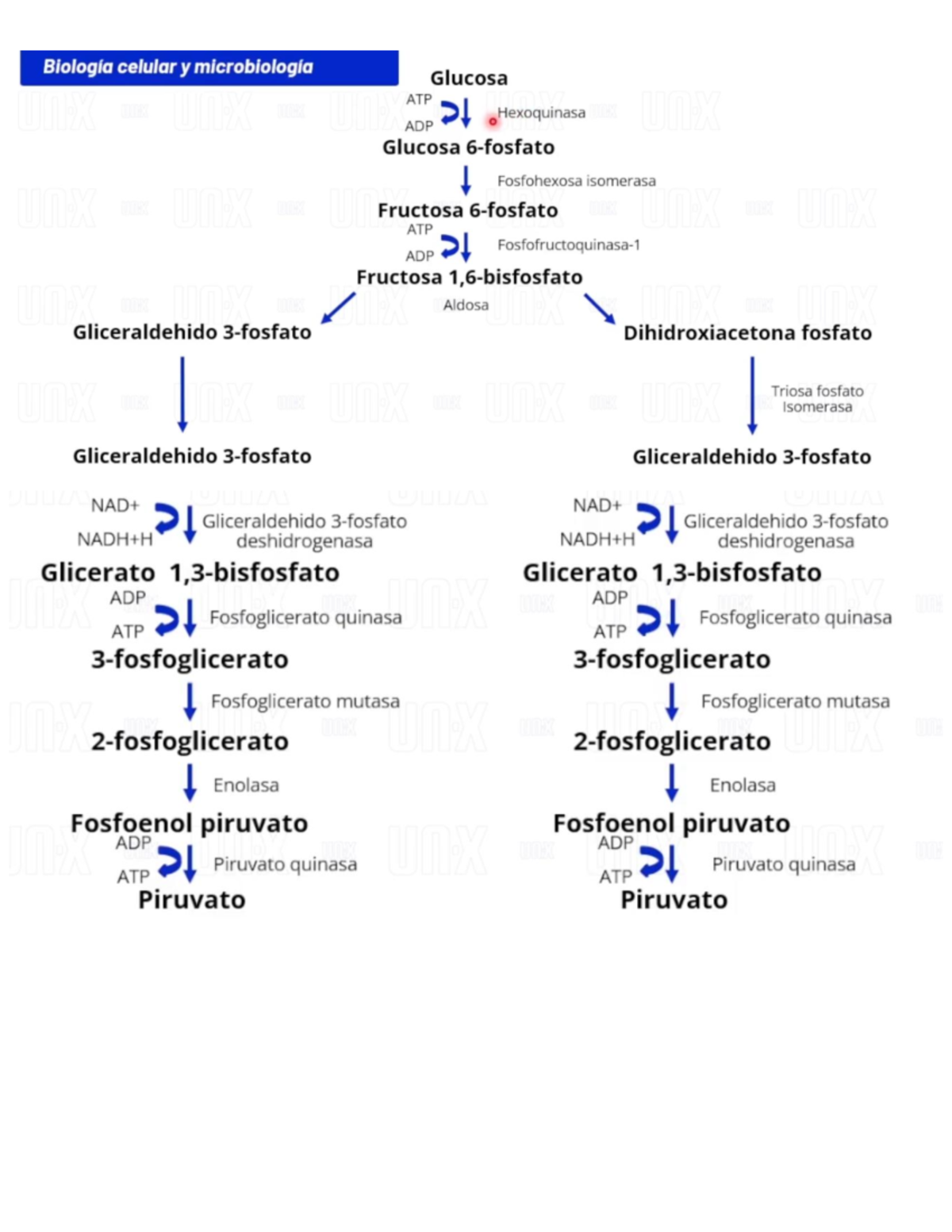 Glucólisis: Procesos y Enzimas Clave en Biología Celular UNX - Studocu