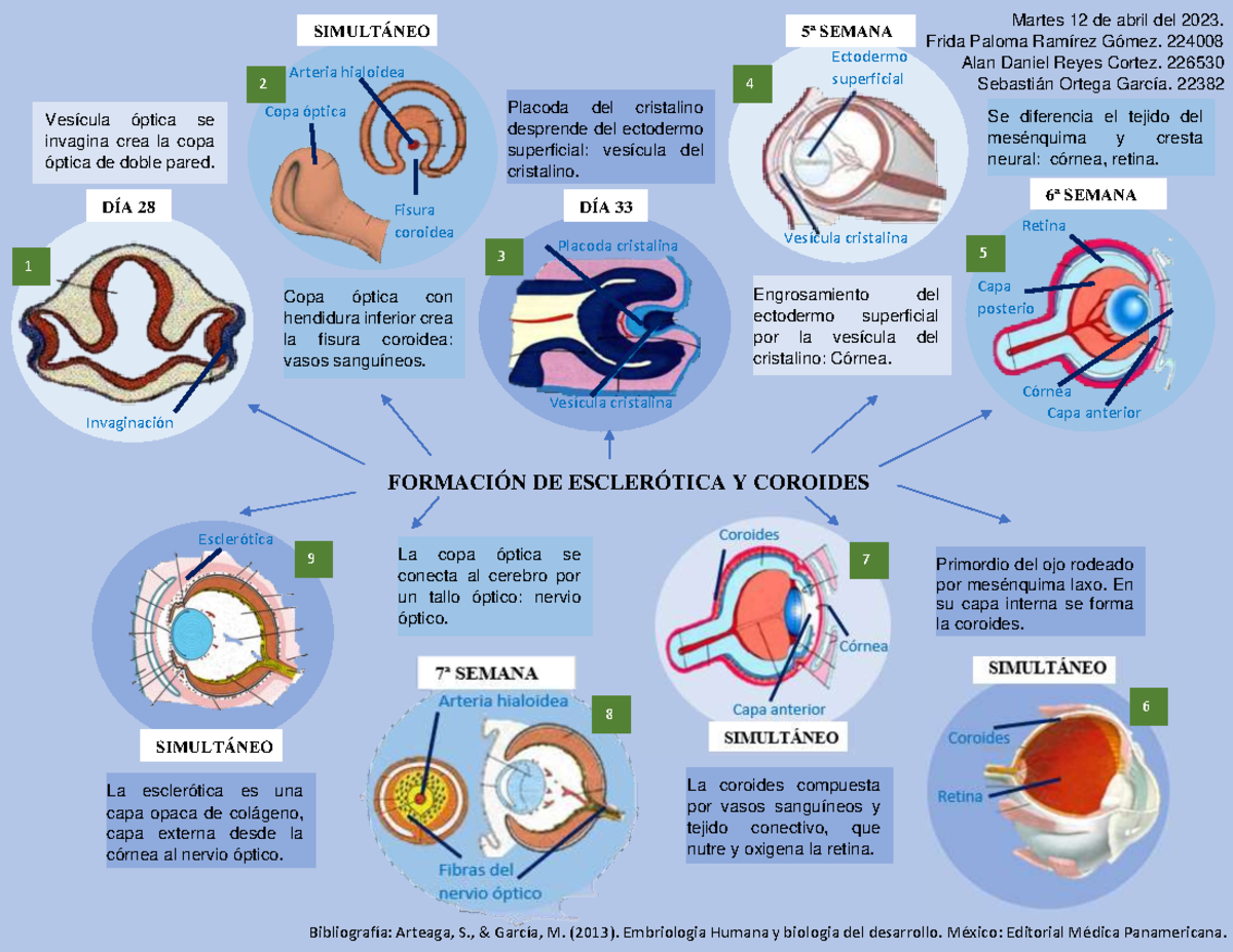 Esquema de Esclerotica Y Retina Imágen - FORMACIÓN DE ESCLERÓTICA Y ...