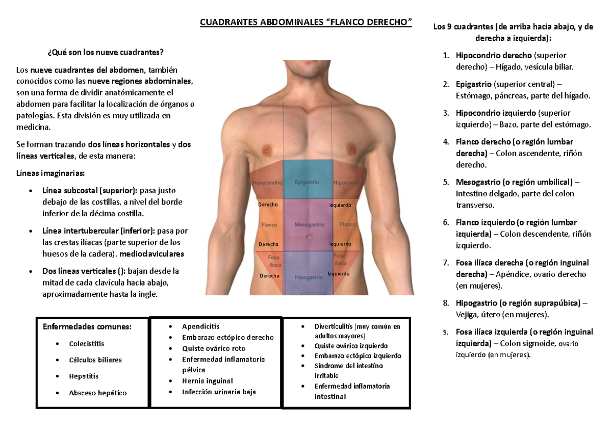 Cuadrantes Abdominales: Anatomía y Patologías (MED101) - Studocu