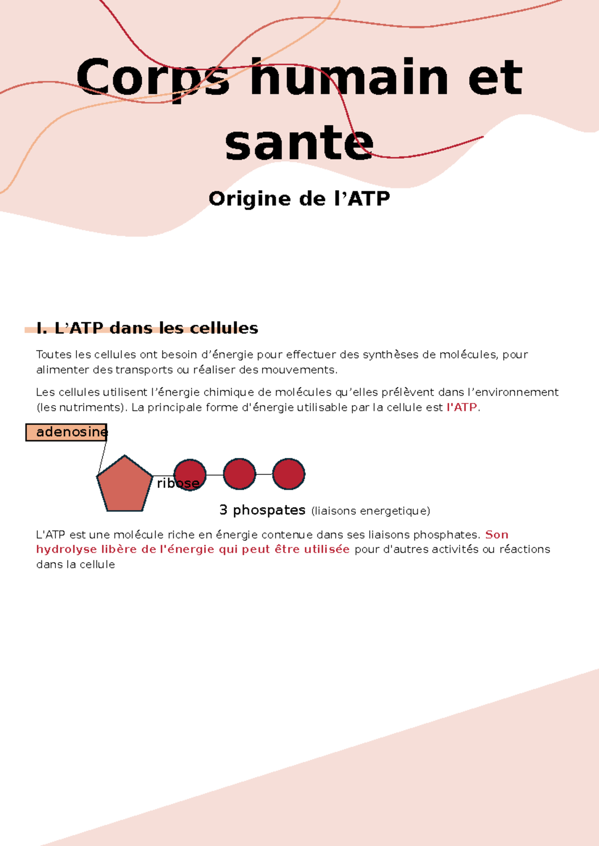 Corps humain et sante atp - Corps humain et sante Origine de l’ATP I. L ...