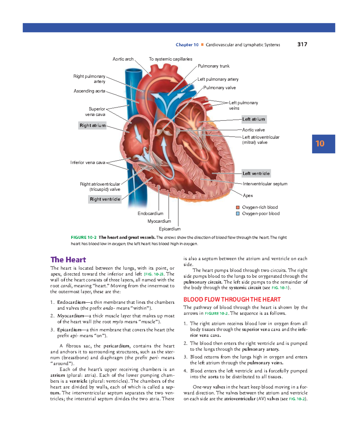 Chapter 10: Cardiovascular & Lymphatic Systems Overview - Studocu
