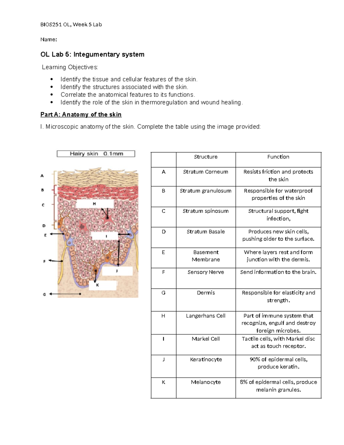 OL Lab 5: Integumentary System Structure & Functions Analysis - Studocu