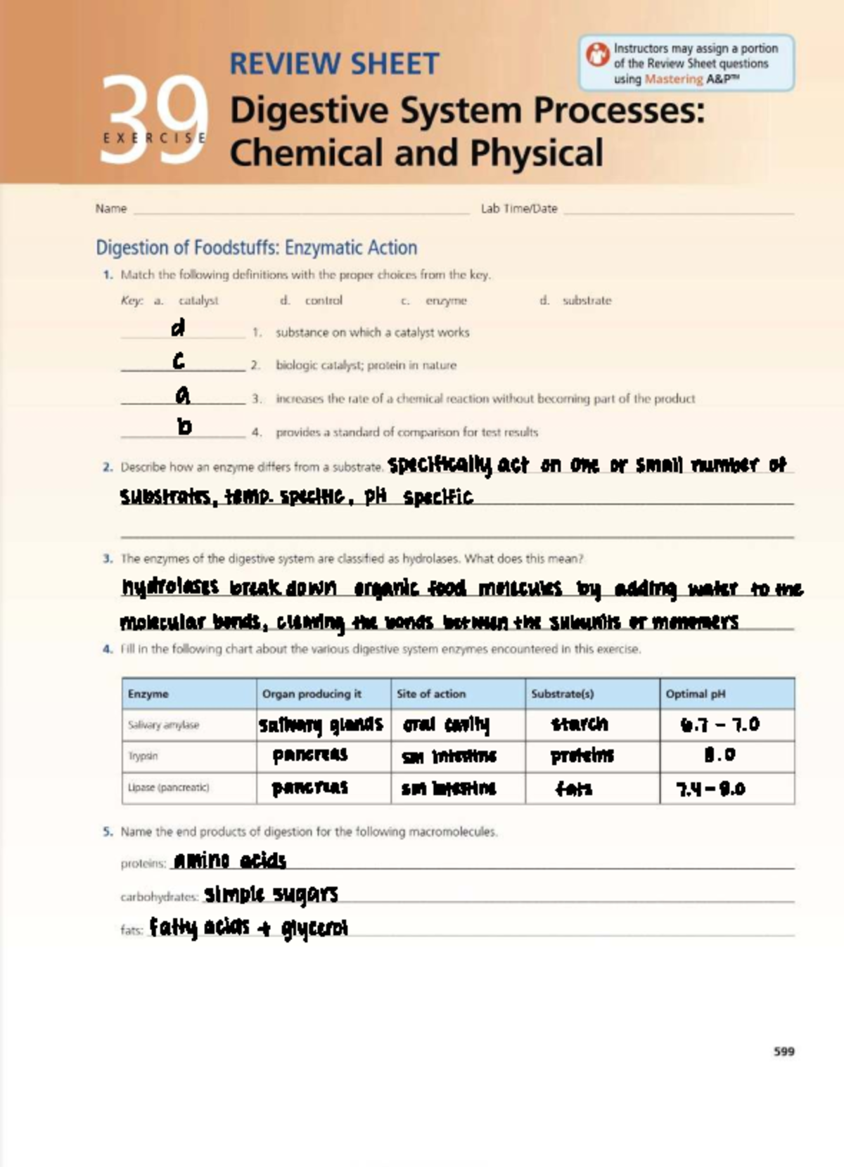 Exercise 39 Review Sheet: Digestive System Processes & Enzymatic Action ...