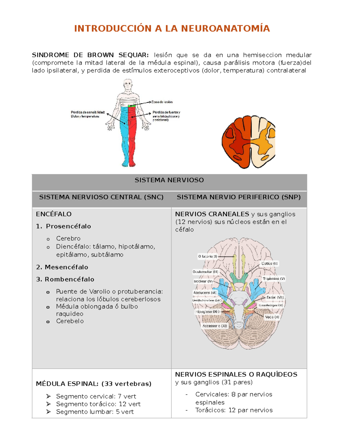 Apuntes Introducción a la neuroanatomía - INTRODUCCIÓN A LA ...